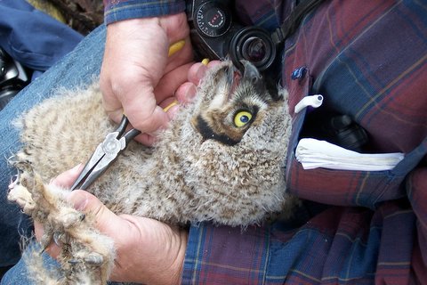 Owl Banding 2006